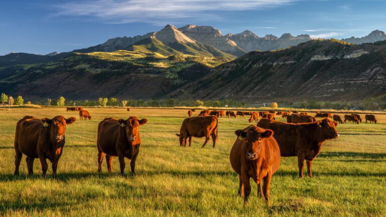 Land Real Estate Investing - 2026 Ultimate Guide